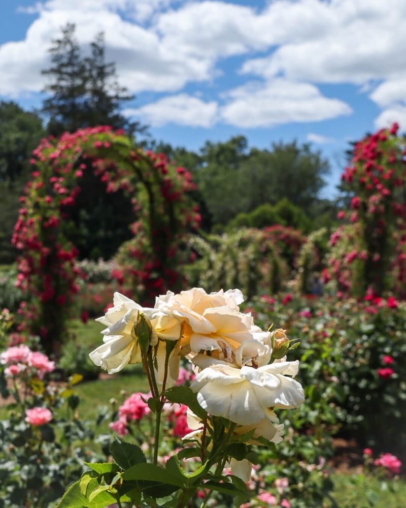 14 Flower Gardens in Connecticut to Visit This Spring