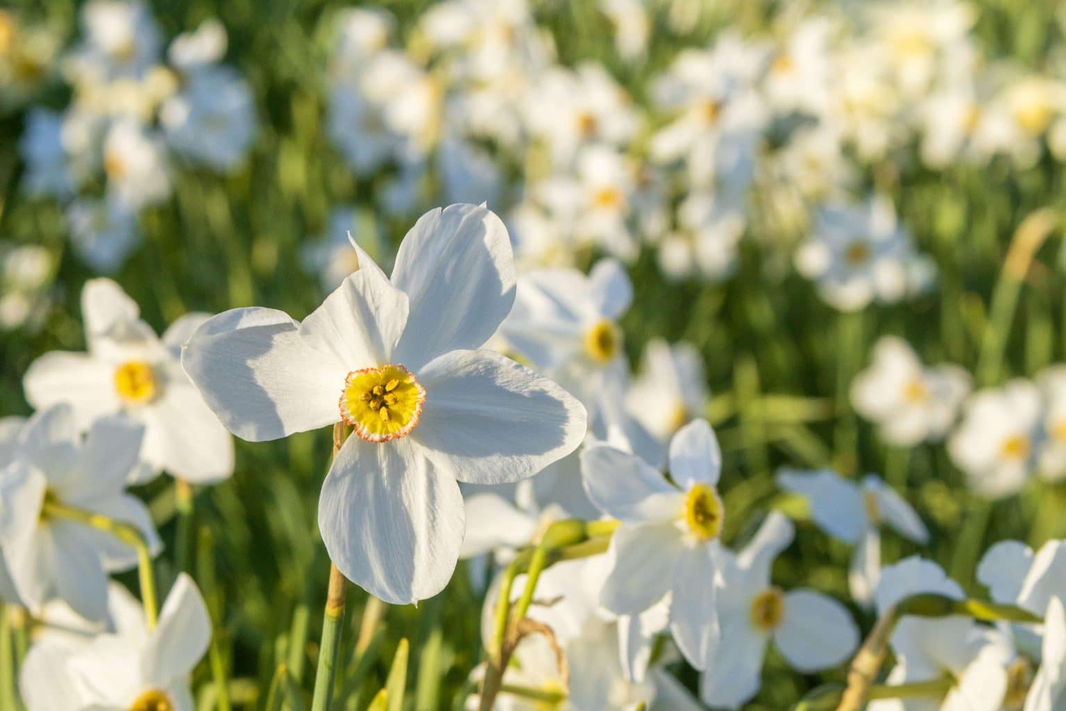 14 Flower Gardens in Connecticut to Visit This Spring