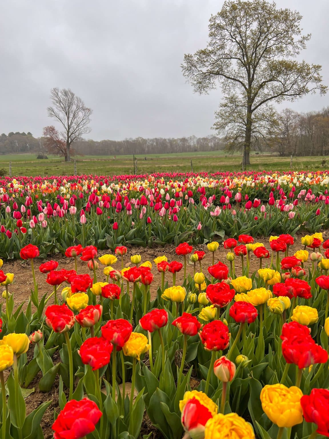 14 Flower Gardens in Connecticut to Visit This Spring