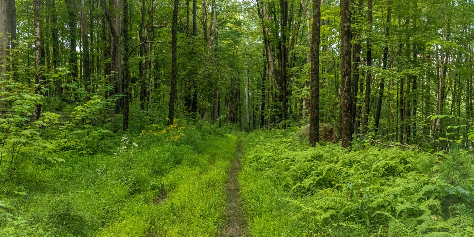 Connecticut's Haunted Backcountry: 11 Spooky Hikes & History