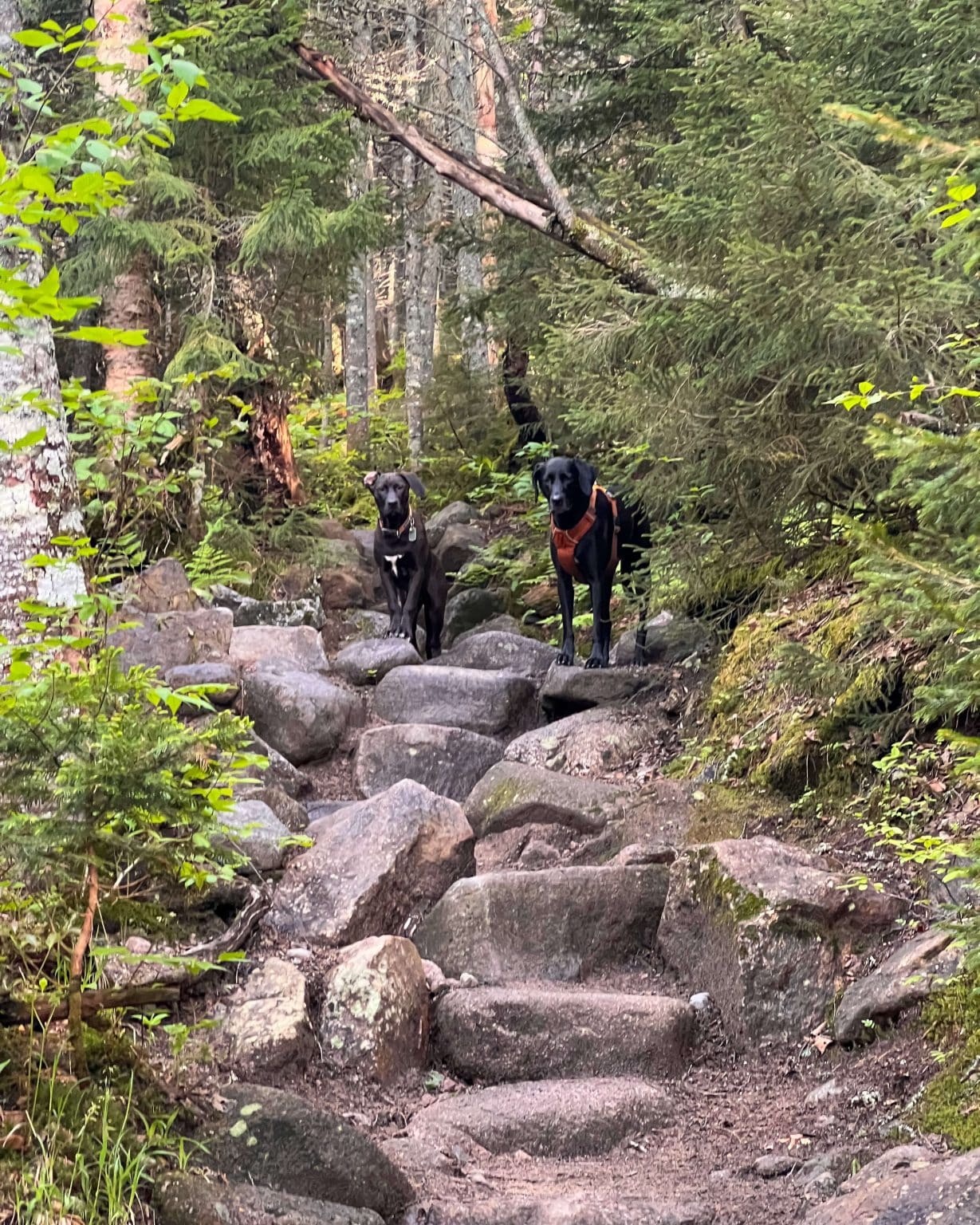 10 of the Best Hikes in Crawford Notch, New Hampshire; All Levels!