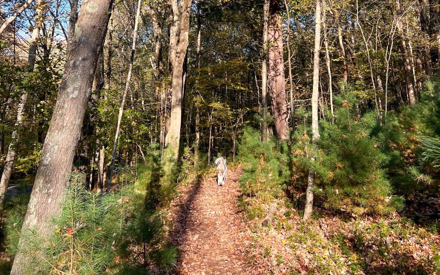 Case Mountain Hike Guide, Manchester, Connecticut