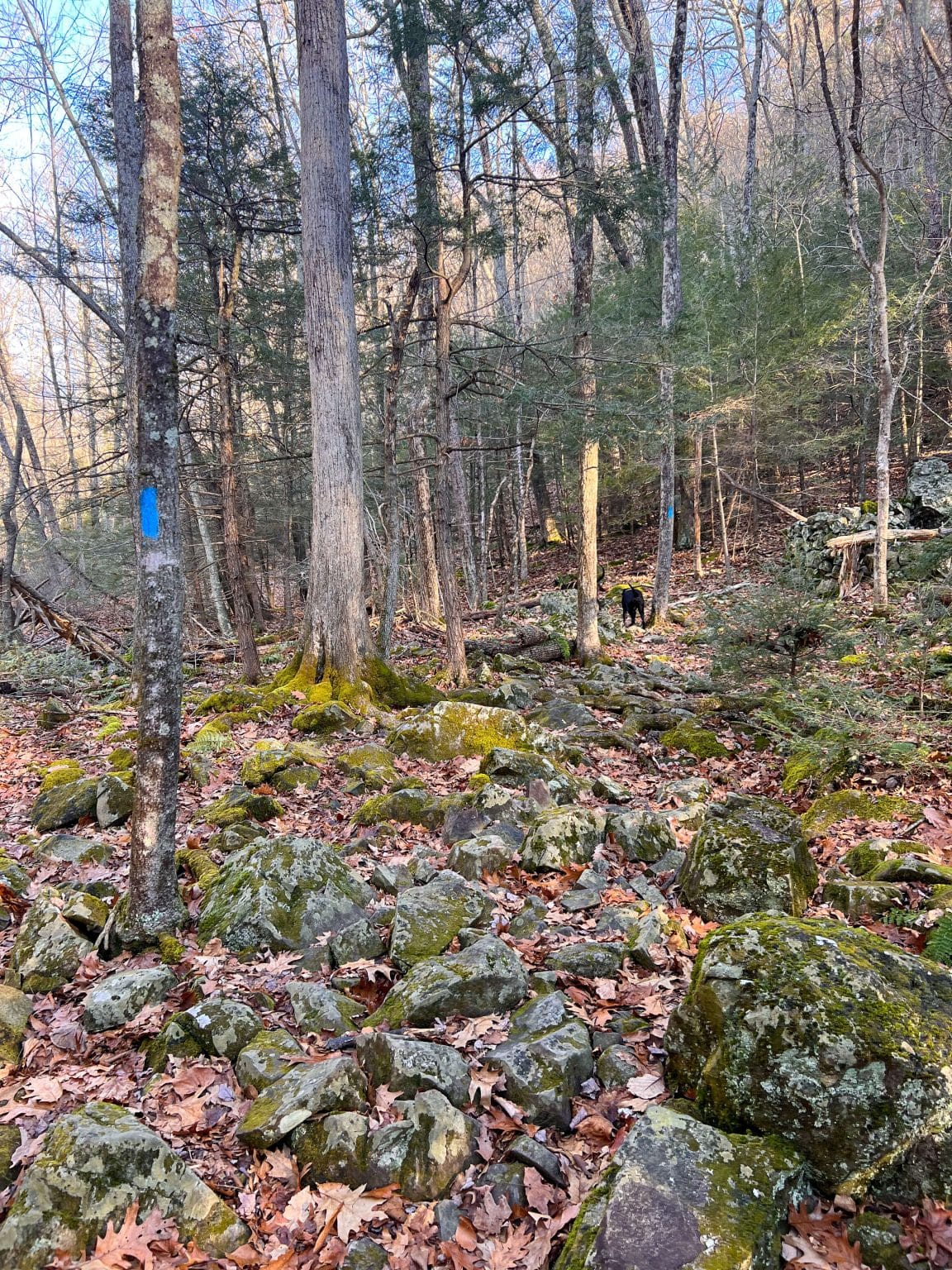Hike Hedgehog Trail Up West Mountain, Simsbury CT (2 routes)