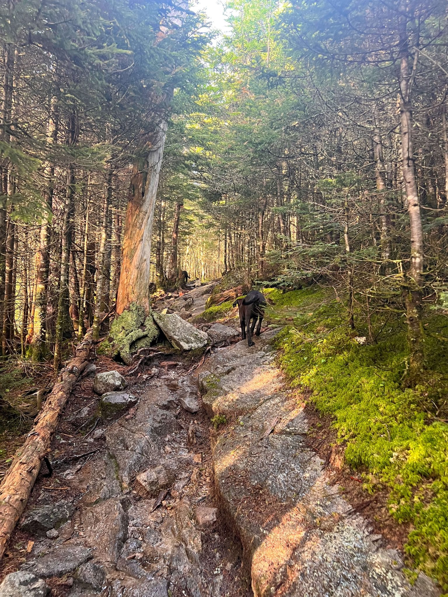 Hike Mount Pierce, 3 Trails to Choose for Incredible Views!