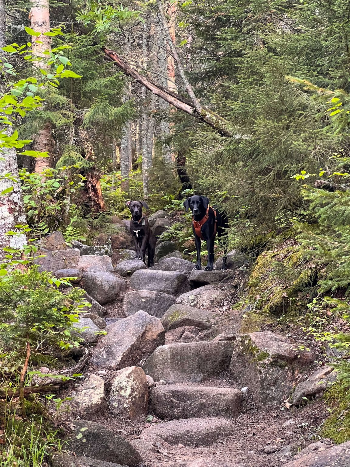Hike Mount Pierce, 3 Trails to Choose for Incredible Views!
