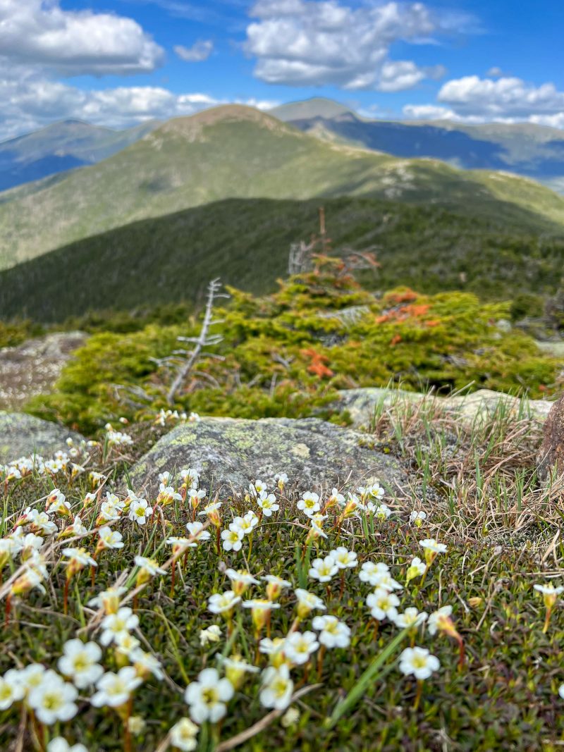 Hike Mount Pierce, 3 Trails to Choose for Incredible Views!