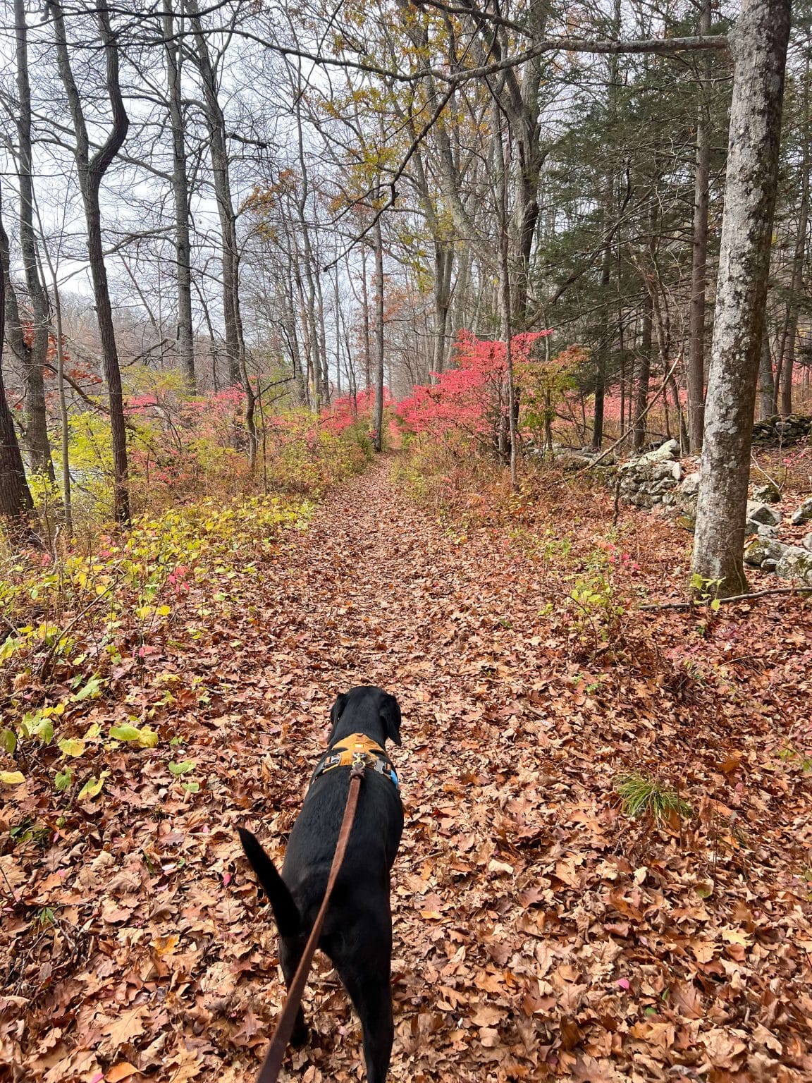 Easy Walks & Hikes in Connecticut: Paved Paths & Forest Trails