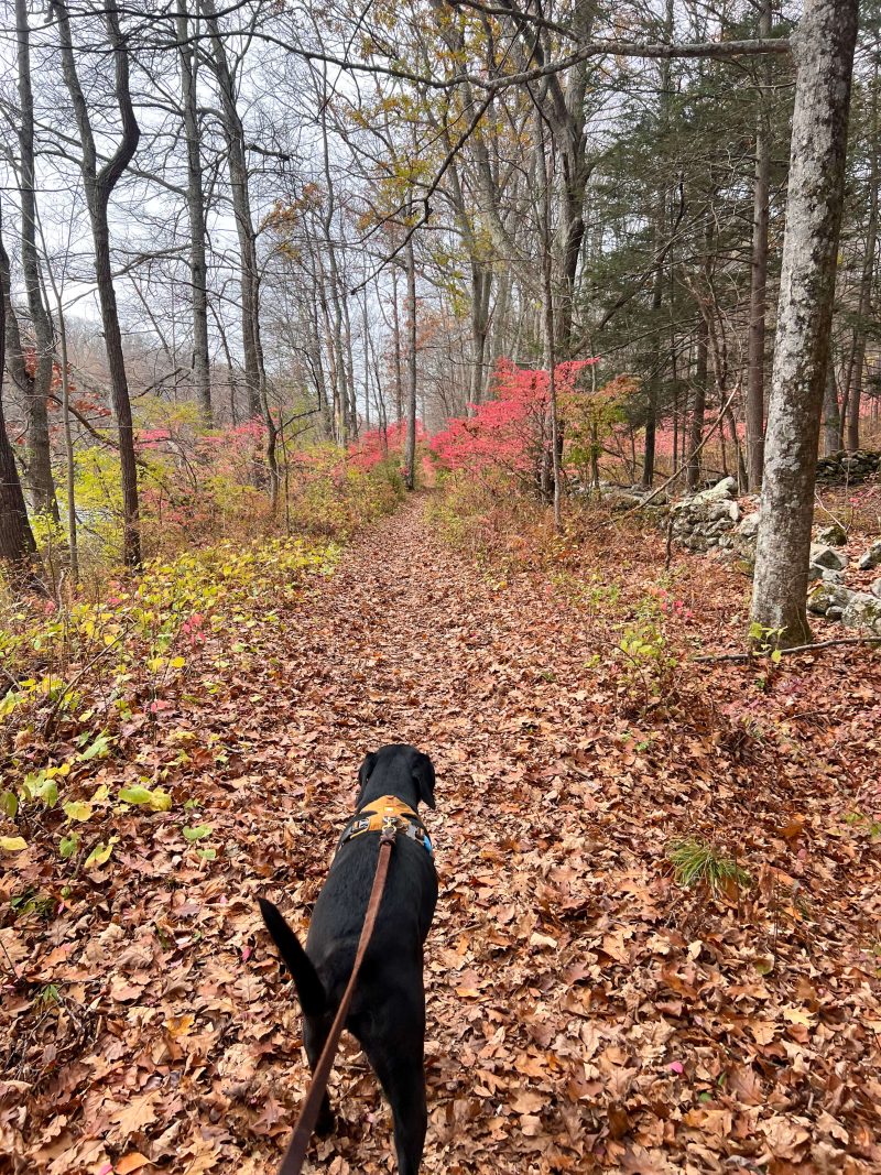 Easy Walks & Hikes in Connecticut: Paved Paths & Forest Trails