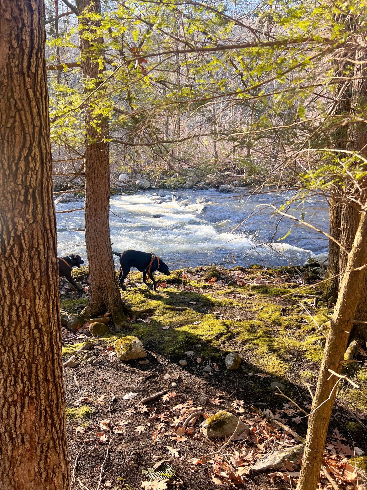 9 Beautiful River Walks & Trails in Connecticut