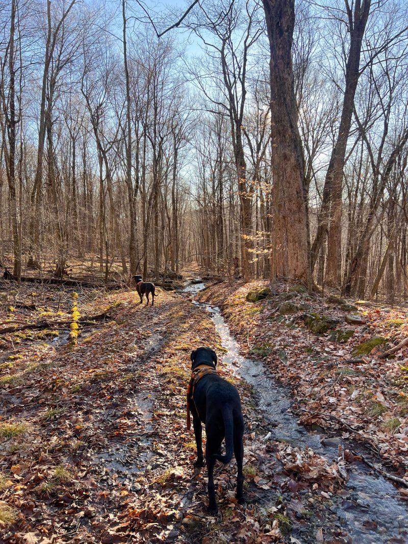 9 Beautiful River Walks & Trails in Connecticut