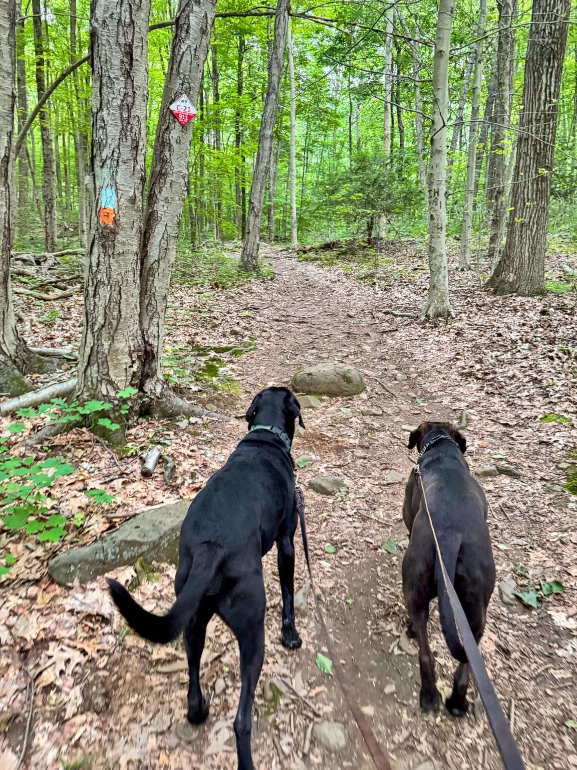 Trail Guide: Sunset Rock State Park at Crescent Lake, CT