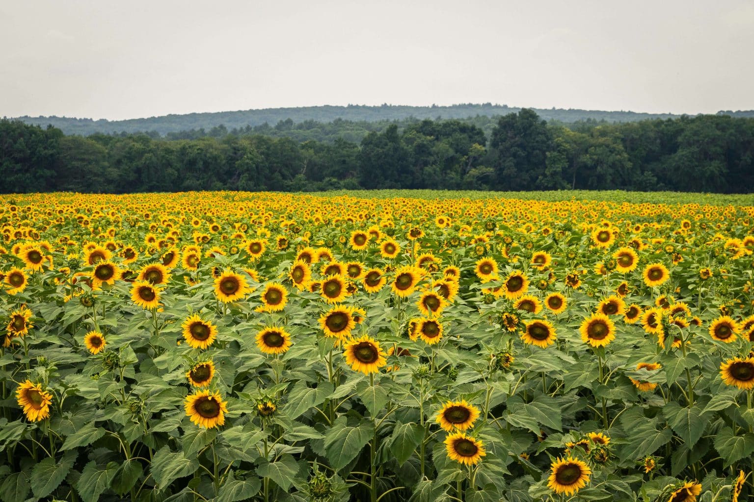 33 Fun Things to Do in CT This Summer (Beyond the Beach!)